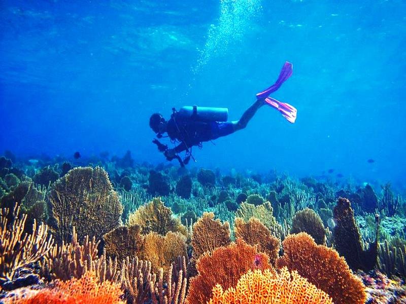 Grand Cayman Dive Centre | Cayman Islands Diving Holiday