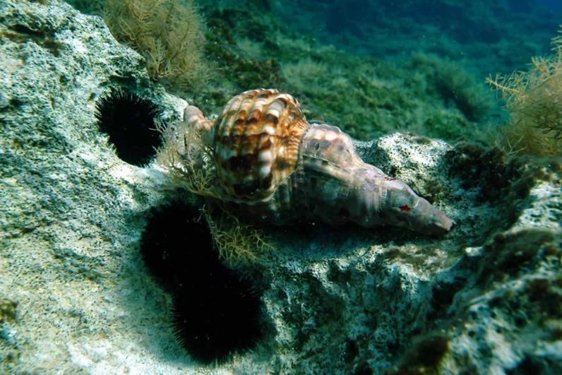 Paphos Dive Centre, Cyprus