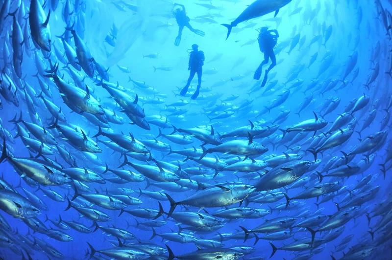 Gozo Dive Centre, Xlendi Bay, Gozo | Sportif Dive Holidays